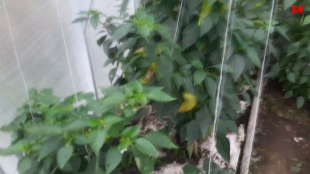 хороший урожай перца в октябре