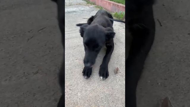 А можно ли утонуть в глазах собаки? 🐶👀 Можно - Руна✨❤️