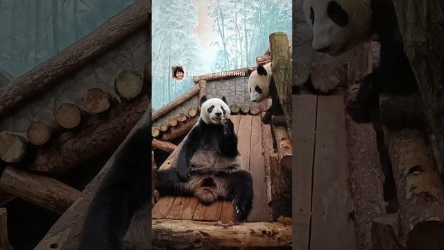 Панды Диндин и Катюша.