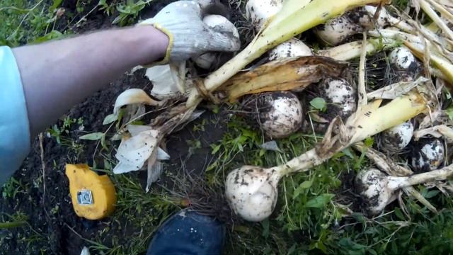 Дача. Сад. Огород. лукочеснок сбор урожая (растение для ленивых)