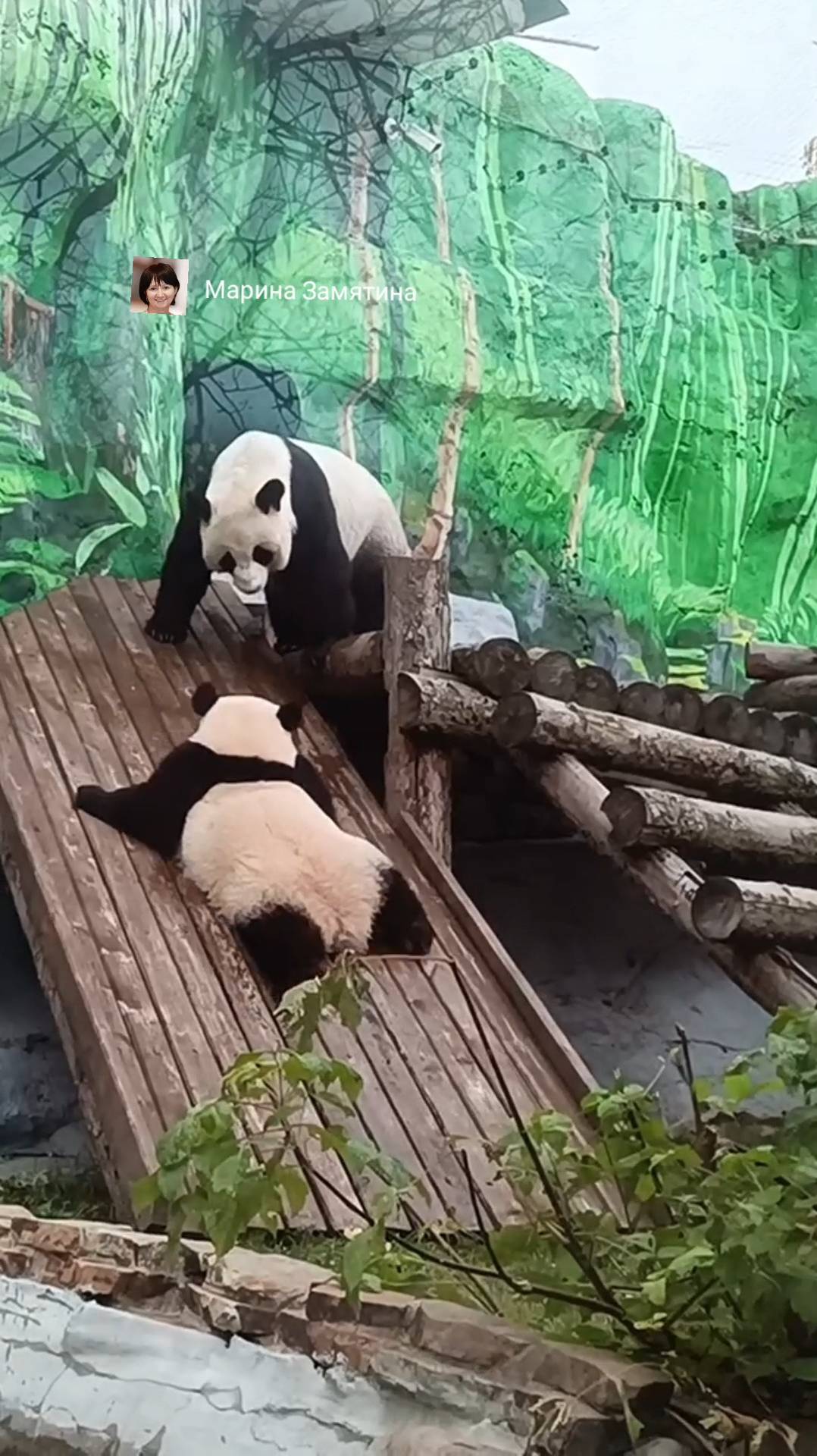 Панды на прогулке.