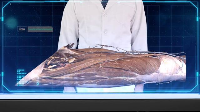 Виртуальный анатомический стол