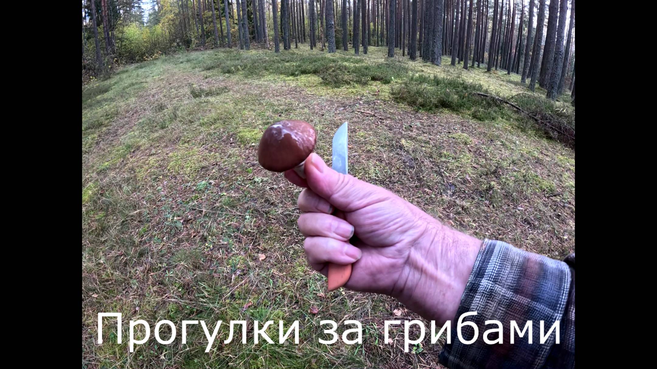 Прогулки за грибами.  Собираю маслят.