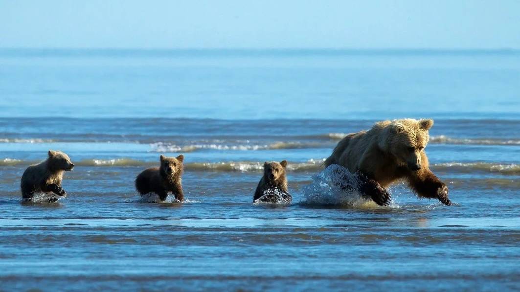 Stalker Online  Медведи на юге).