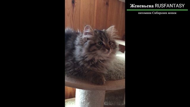 Женевьева RusFantasy 2,5 месяцев