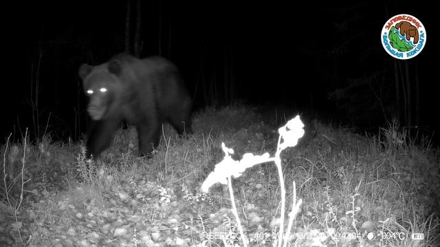 19.10.2024. Бурый медведь. Заповедник "Большая Кокшага". Ночью идет по лесу.