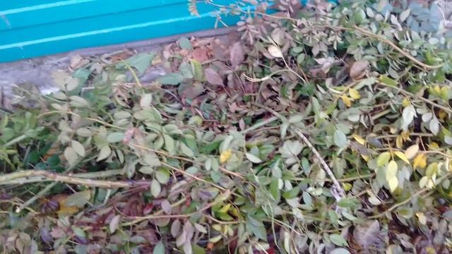 Как укрываю плетистую розу