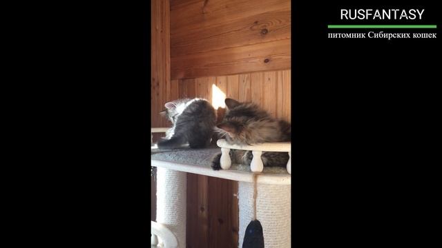 Джесси ,Жак, Жан RusFantasy