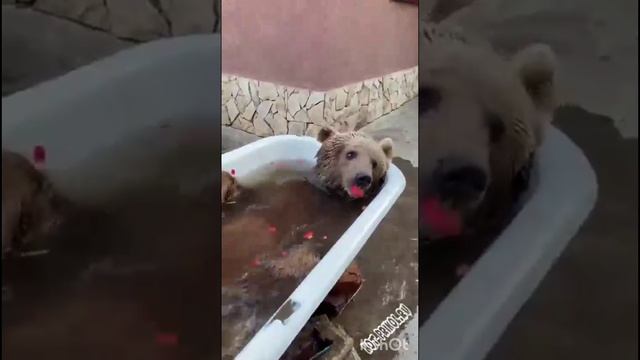 Забавные животные