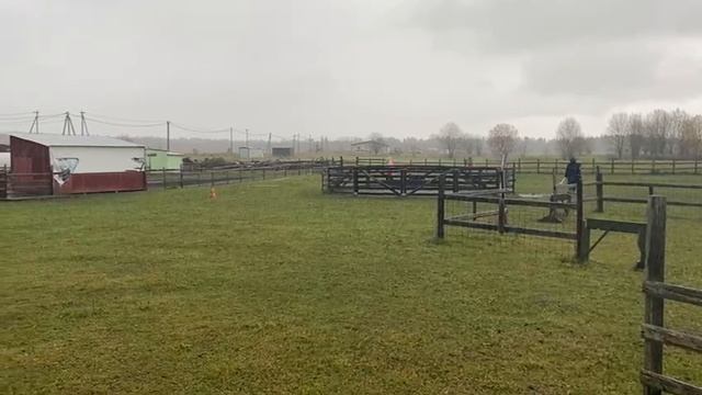 Макс, борьба с кружением вокруг стада, 23.10.24