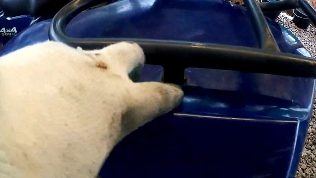 Тотальное ВОССТАНОВЛЕНИЕ SUZUKI KingQuad начало часть1