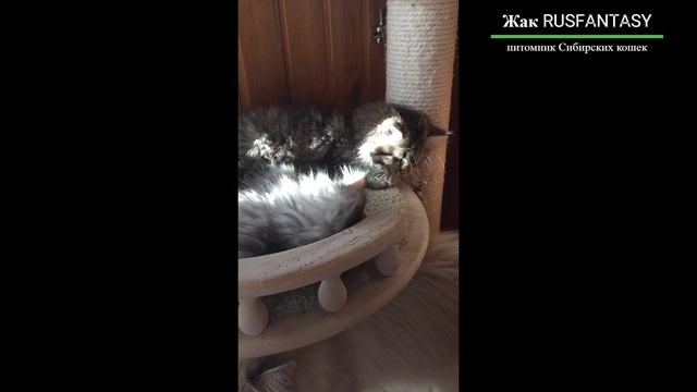 Жак RusFantasy 2,5 месяцев