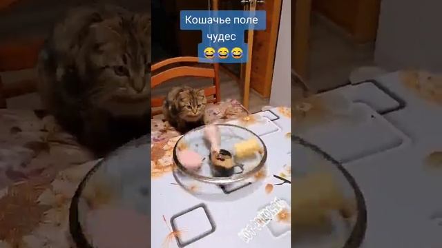 Поле чудес кошек