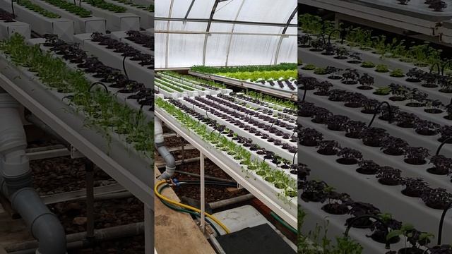 Тепличный комбинат Садко - Пермь