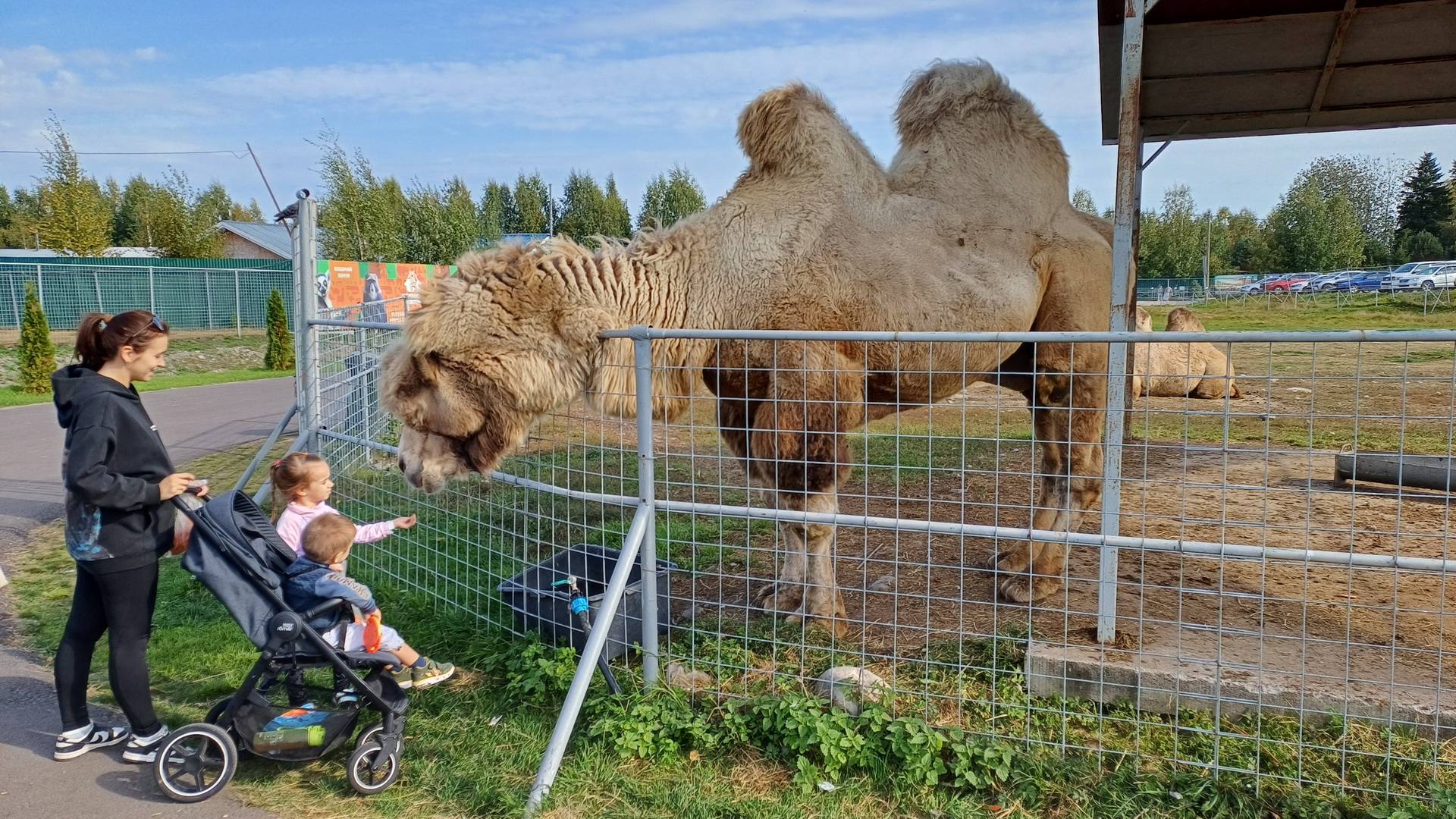 Карельский зоопарк и ночь в глэмпинге