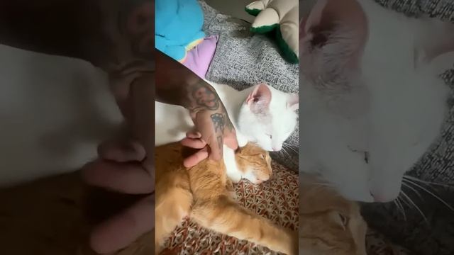 Funny cats 😂 episode 285 #shorts