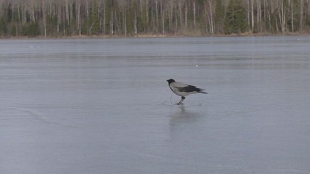 Мальгозеро 31 марта 2020 год.