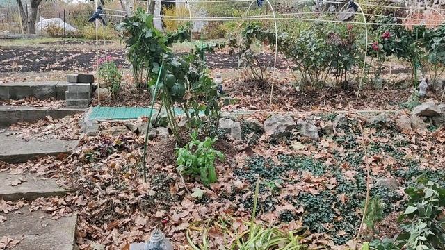 Как укрыть розы миниатюрные на зиму.