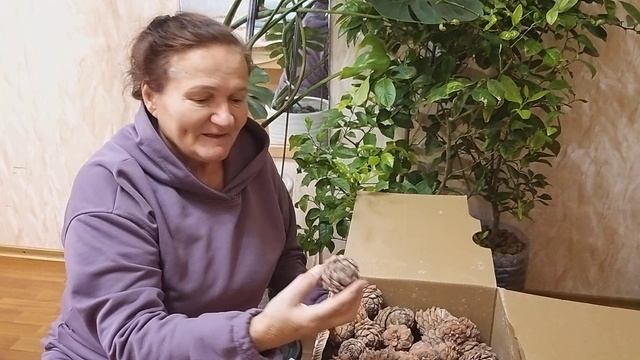 Шишки сосны сибирской КЕДР