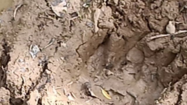 Ехал на коп/Увидел Мишкины следы/ Мама мия... # #копметаллавлесу  #металлокоп