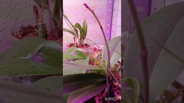 зацветают орхидеи 😀🤗🤗