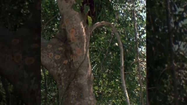 Френки охотится на Хищника.