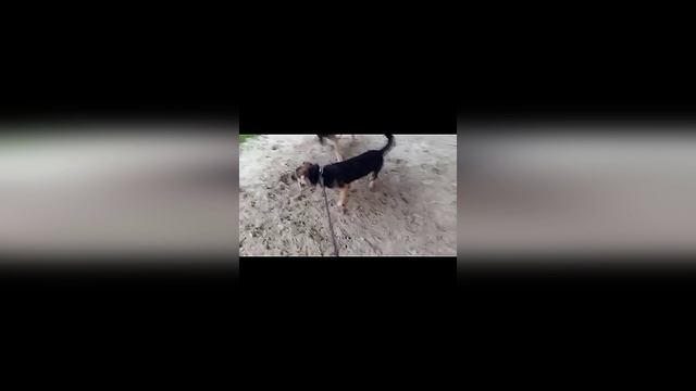 Девочка Бубля очень ласковая и нежная,она будет одаривать вас любовью каждый день🥰В поисках дома🏡