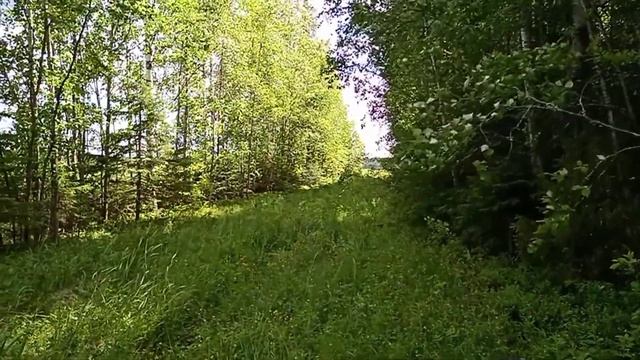 ВЫЕЗД НА КОП МЕТАЛЛА/КОПАЮ ВЕСЬ МЕТАЛЛ/ДЕНЬ НА СМАРКУ. НО ВСЁ ЖЕ. #КопМеталлавлесу #металлокоп