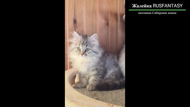 Жалейка RusFantasy 2,5 месяцев