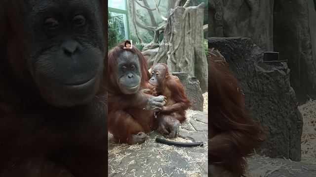 Дочка Алиса сосет мамину грудь.