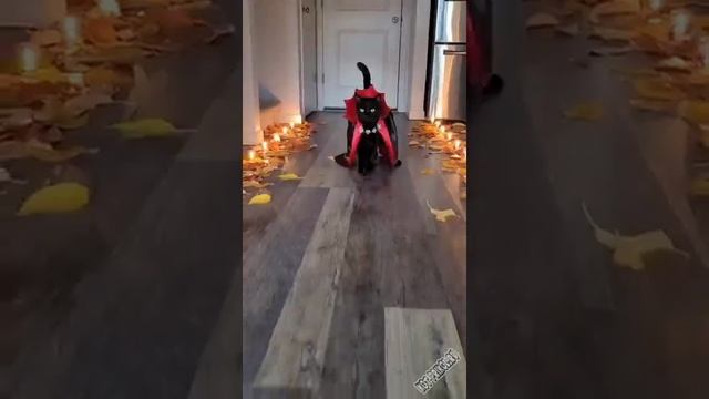 Кот с родословной