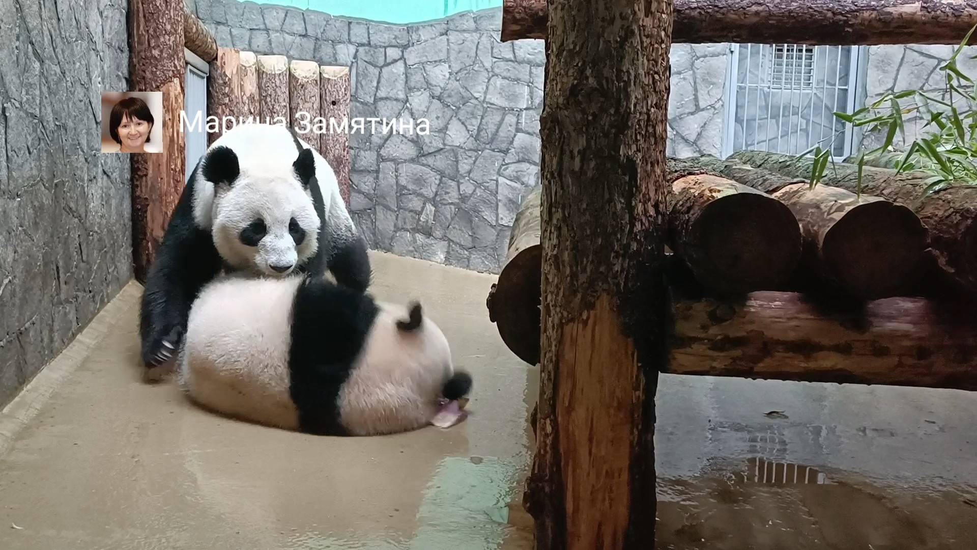 Панды мама Диндин и дочка Катюша.