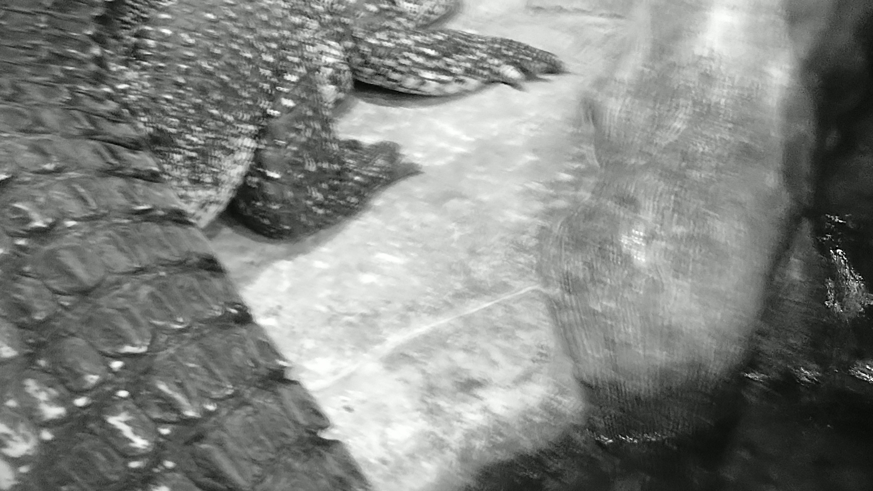 Крокодиловая ферма в Ялте