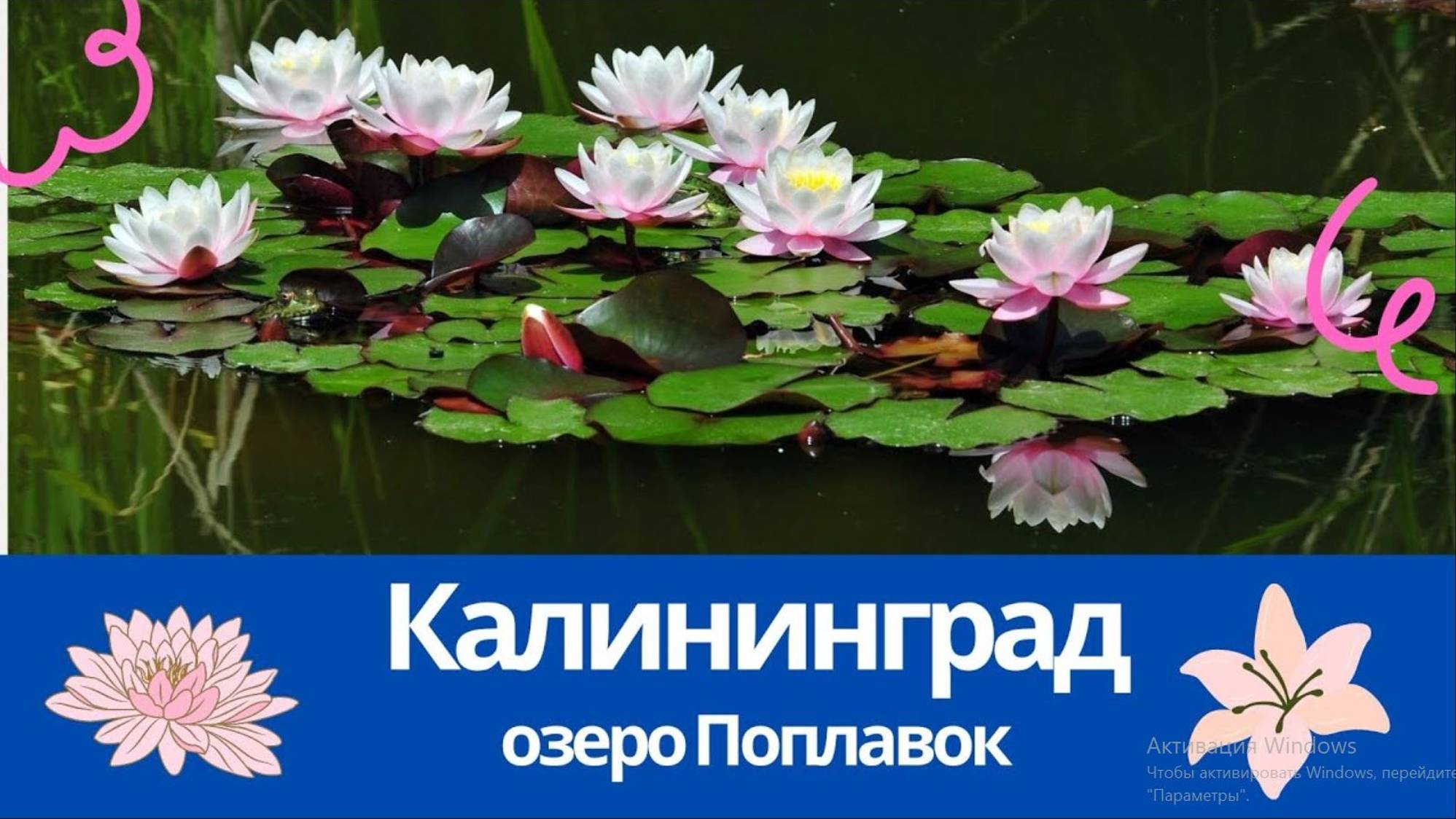 Там Лилии Цветут . Есть У нас Такой Пруд в Калининграде. Но Графа ДеЛя Фе нет)))