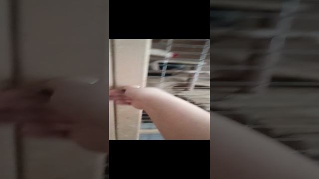 Арестован за маленькие преступления 🤣🤣🤣