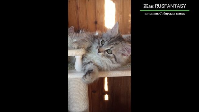 Жан RusFantasy 2,5 месяцев