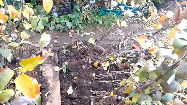 Саженцы на хранении теплица склад. Реализация