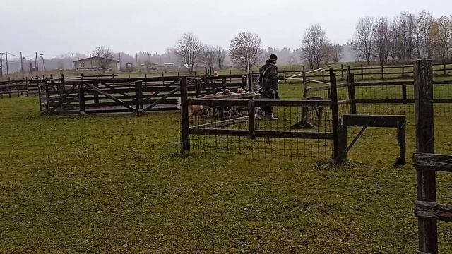 Портос, пастьба - третий подход в большом загоне, 23.10.24