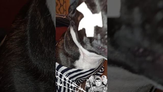 Собака убийца 🔪 #стаффи #кино #фильм #комедия #джентельменыудачи #собака #животные #staffbull