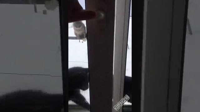 vernulis-s-utrenej-probezhki