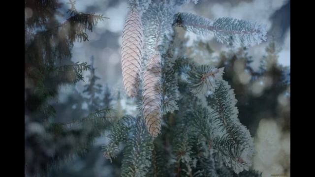 Здесь лапы у елей..