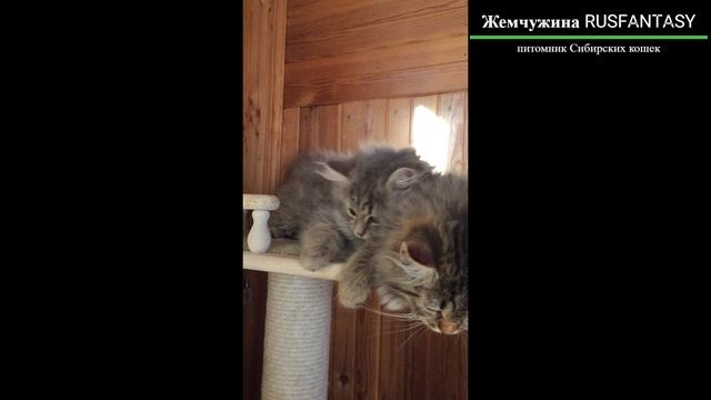 Жемчужина RusFantasy 2,5 месяцев