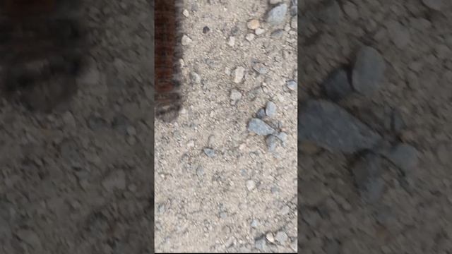 Мохнатенькая гусеница перебежала дорогу...