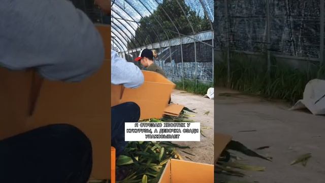 РАБОТА В КОРЕЕ. СБОР КУКУРУЗЫ. ДЕНЬ 8