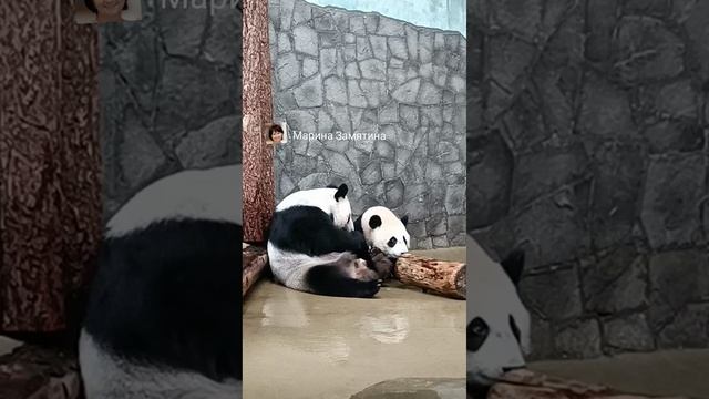 Панды Диндин и Катюша в Московском зоопарке.