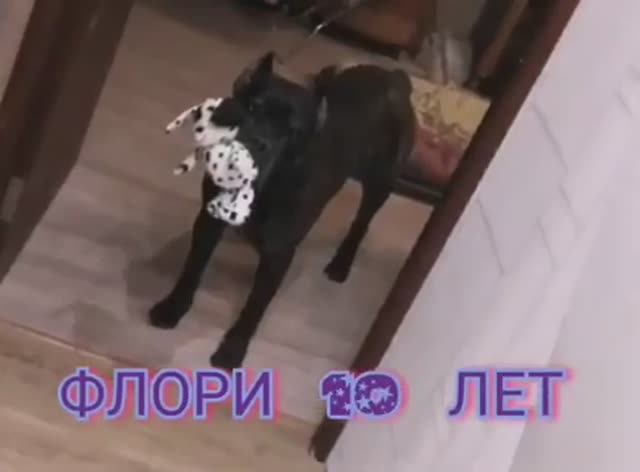 кане-корсо 10 лет