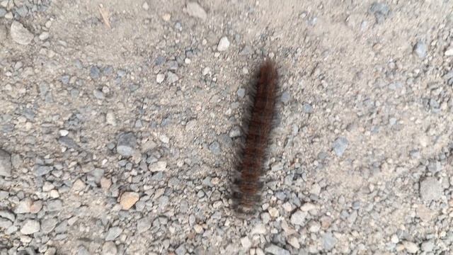 Гусеница перебегает дорогу.)