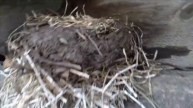 Гнезда дрозда | На моем огороде