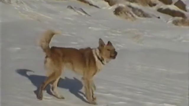 Лыжный поход Хабаровск - Сикачи-Алян по Амуру 1999