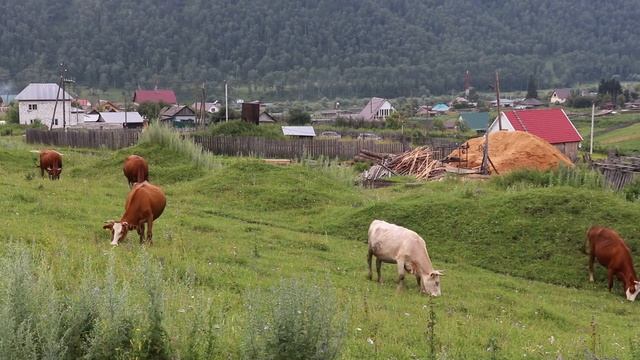 Варган. Горный полёт над Алтаем